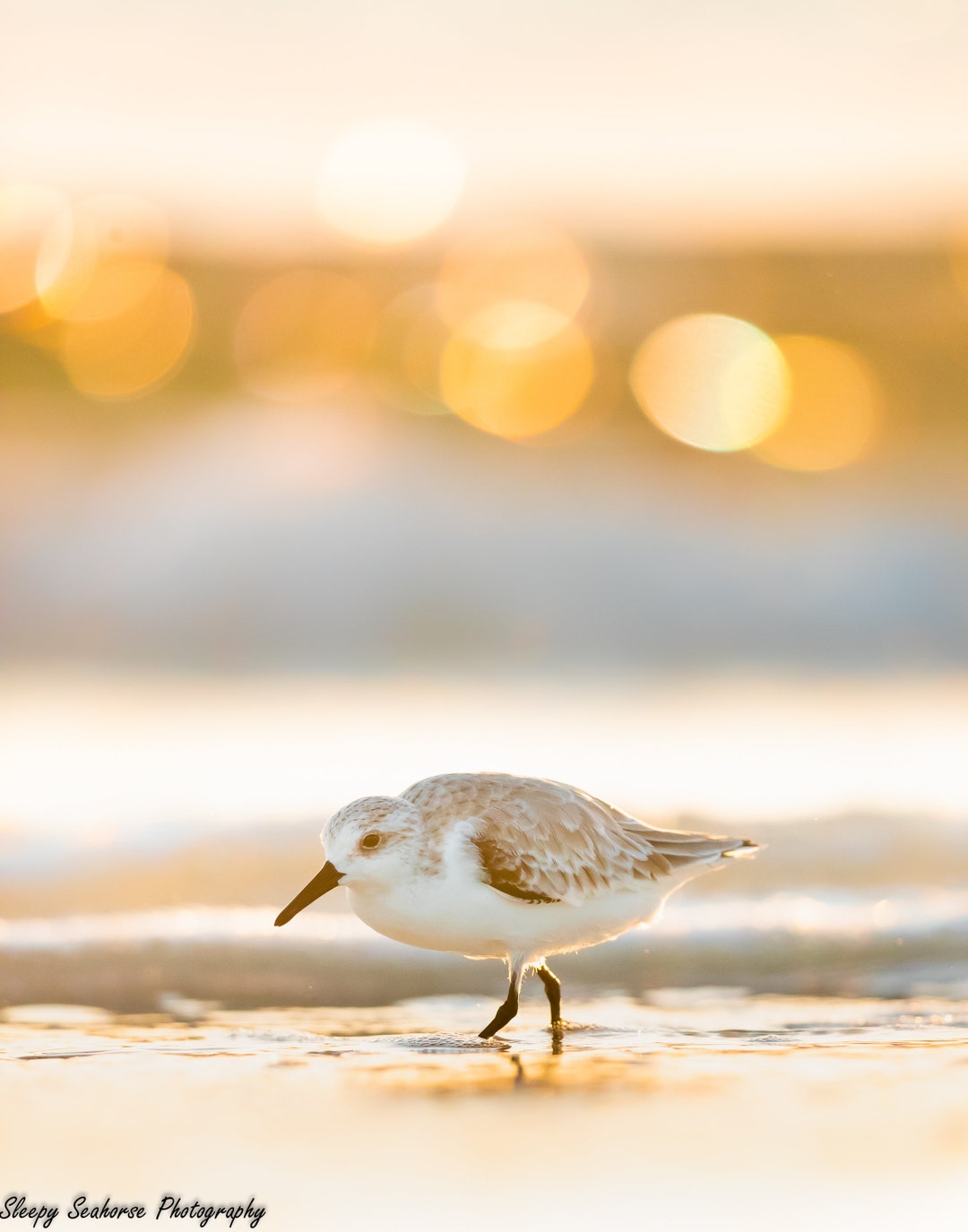Bird Photography, Beach Sunset, Sanderling, Florida Photography, Nature Print, Coastal Decor ...