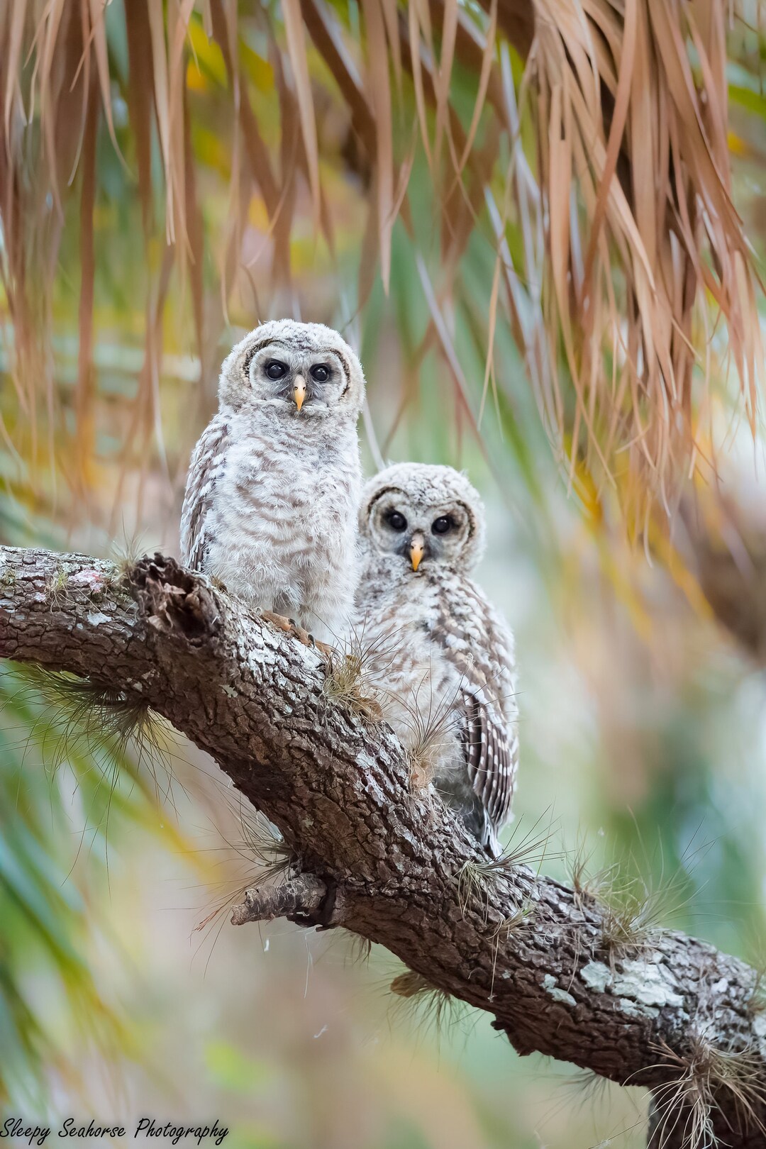 Bird Photography, Barred Owlets, Nature Photo, Wildlife Print, Florida Birds, Baby Owls, Barred ...