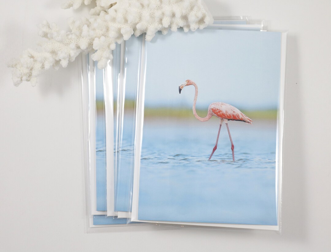 Flamingo Note Cards, Florida Birds, Bird Photography, Pink Bird, Beach ...