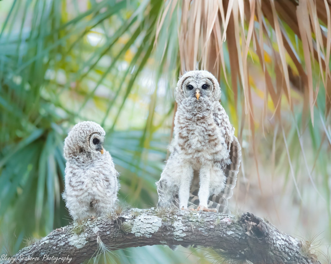 Barred Owl Babies, Bird Photography, Baby Birds, Barred Owlets, Barred Owl Chicks, Nature Photo ...