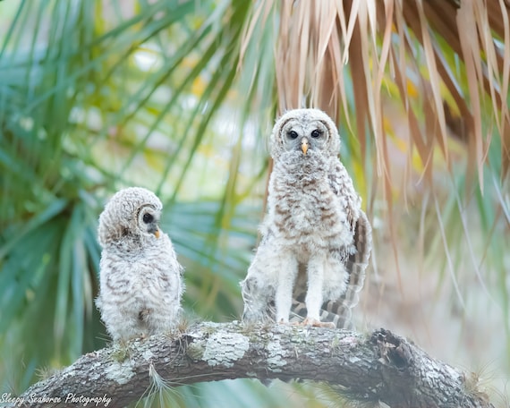 Baby Barred Owl