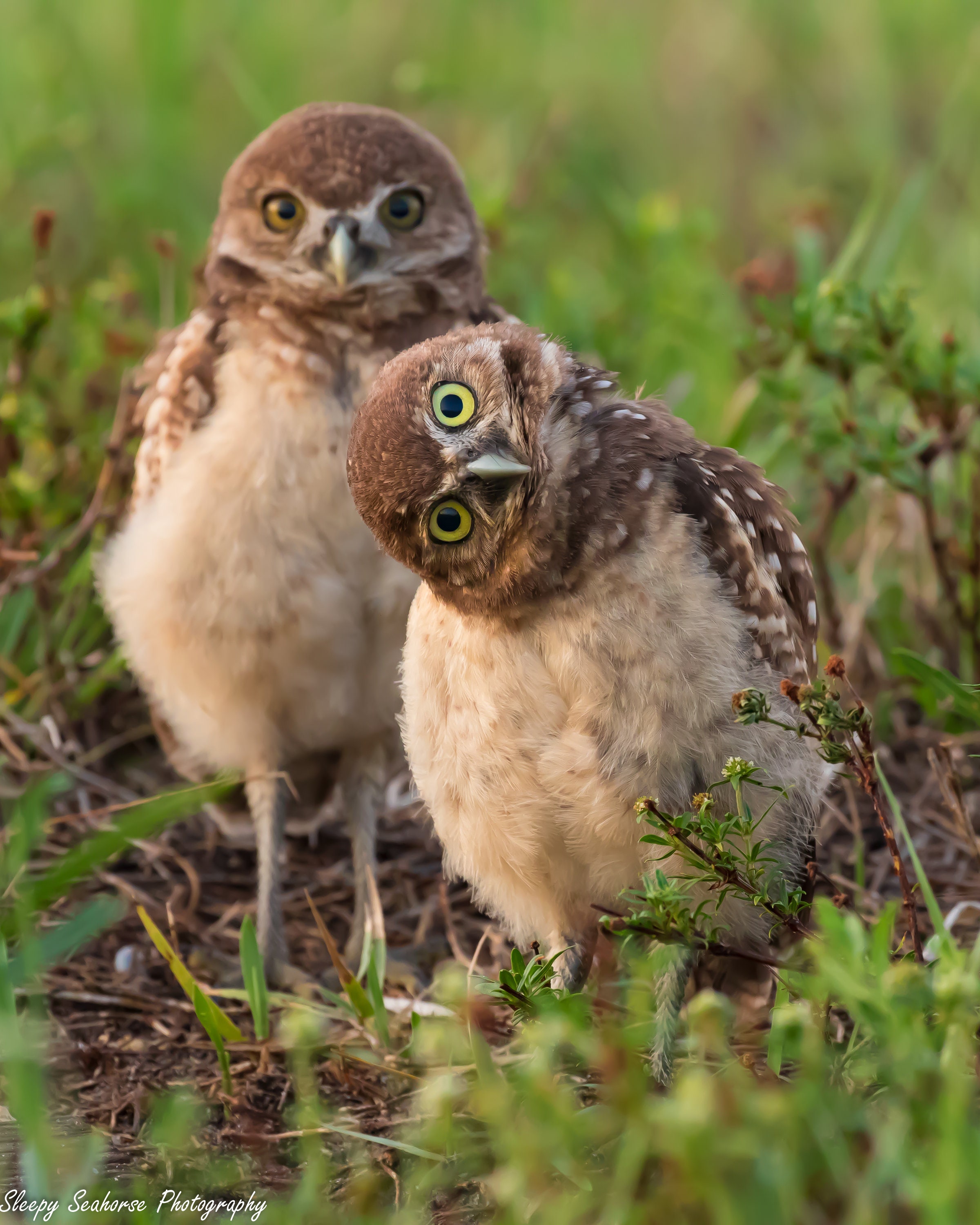 Baby Burrowing Owls