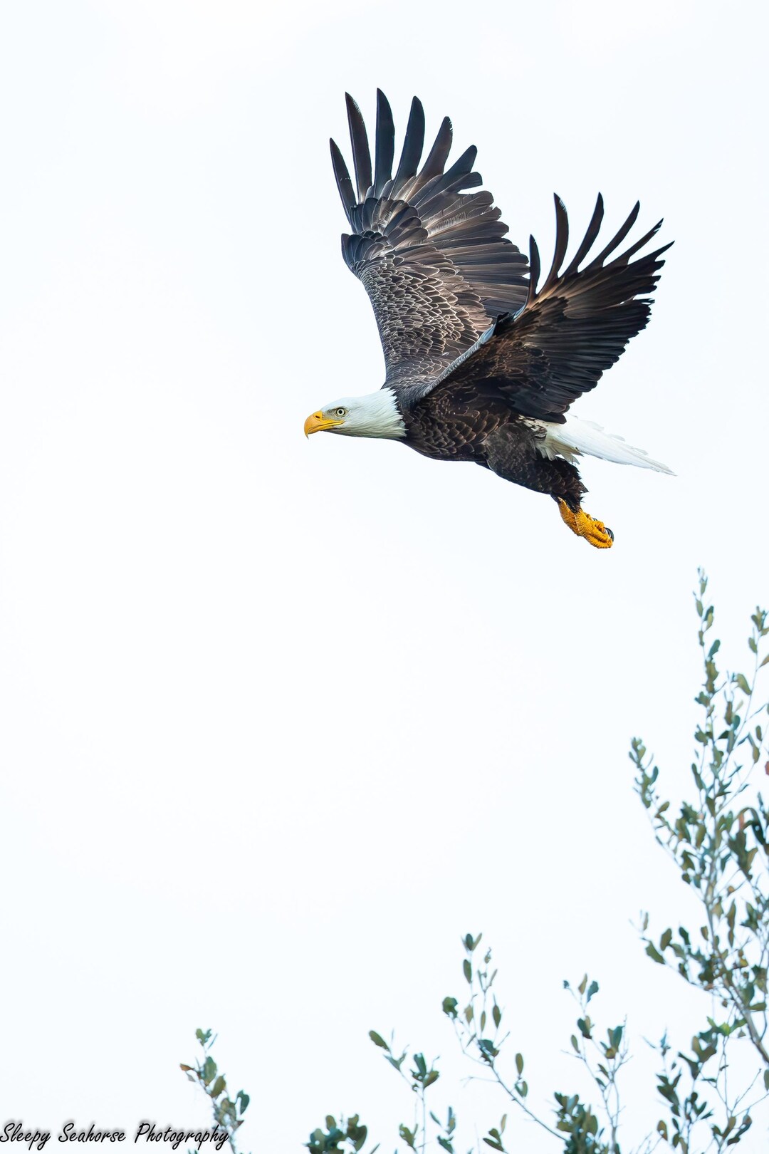 Bald Eagle Photo, Raptor, Bird Photography, Birds of Prey, Nature Photo ...