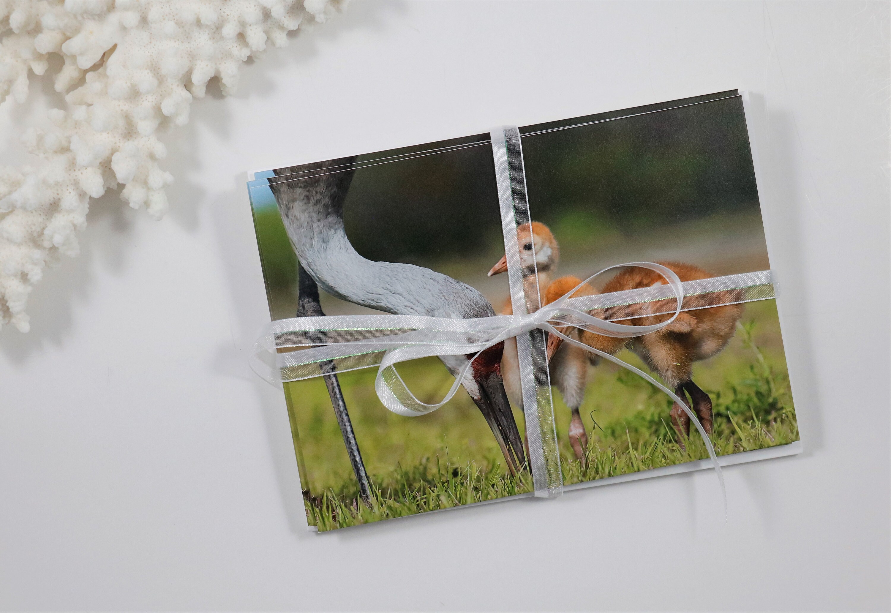Sandhill Crane Note Cards Set of 5 Bird Note Cards Greeting - Etsy