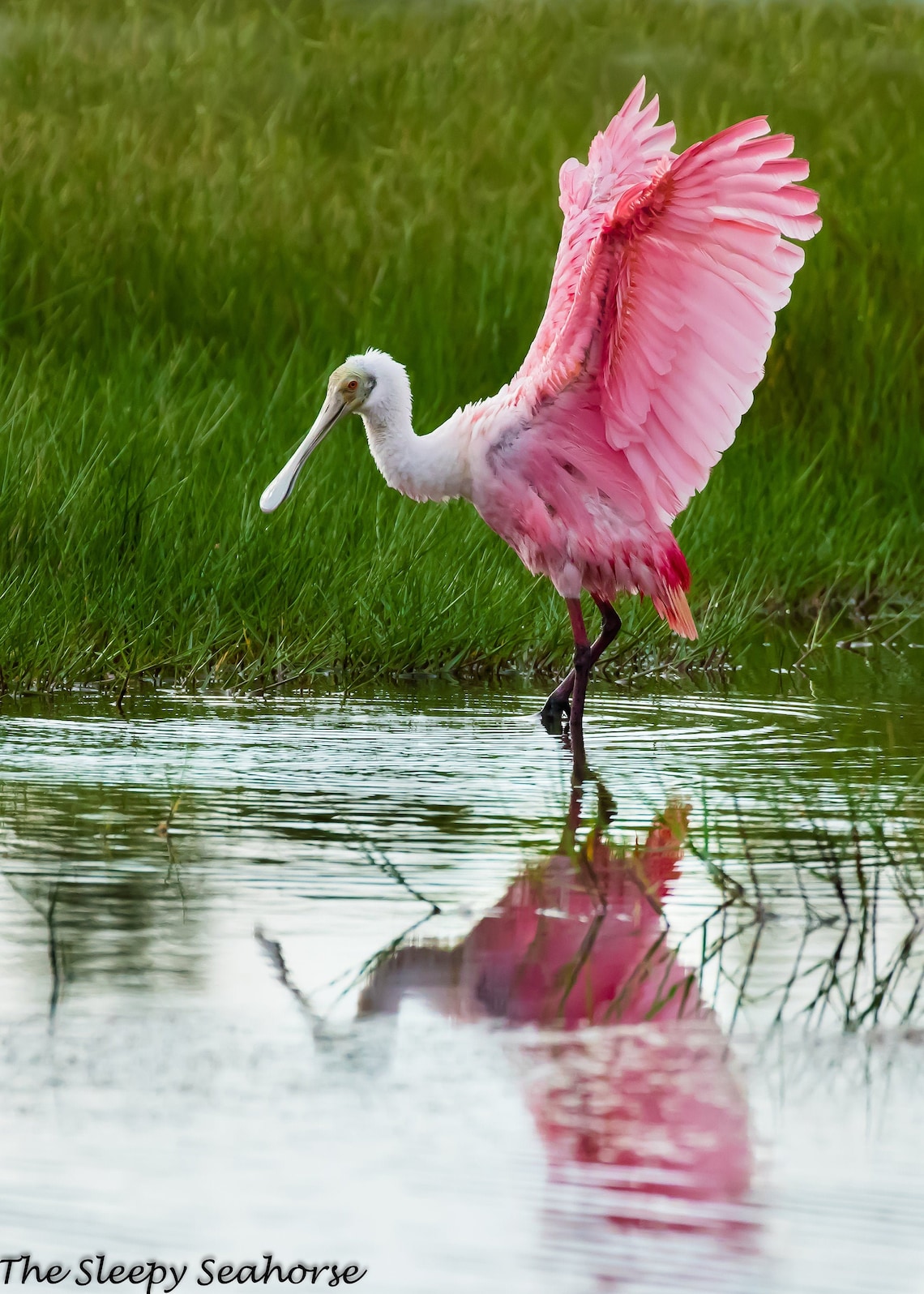 Roseate Spoonbill, Bird Photography, Florida Birds, Florida Wildlife ...