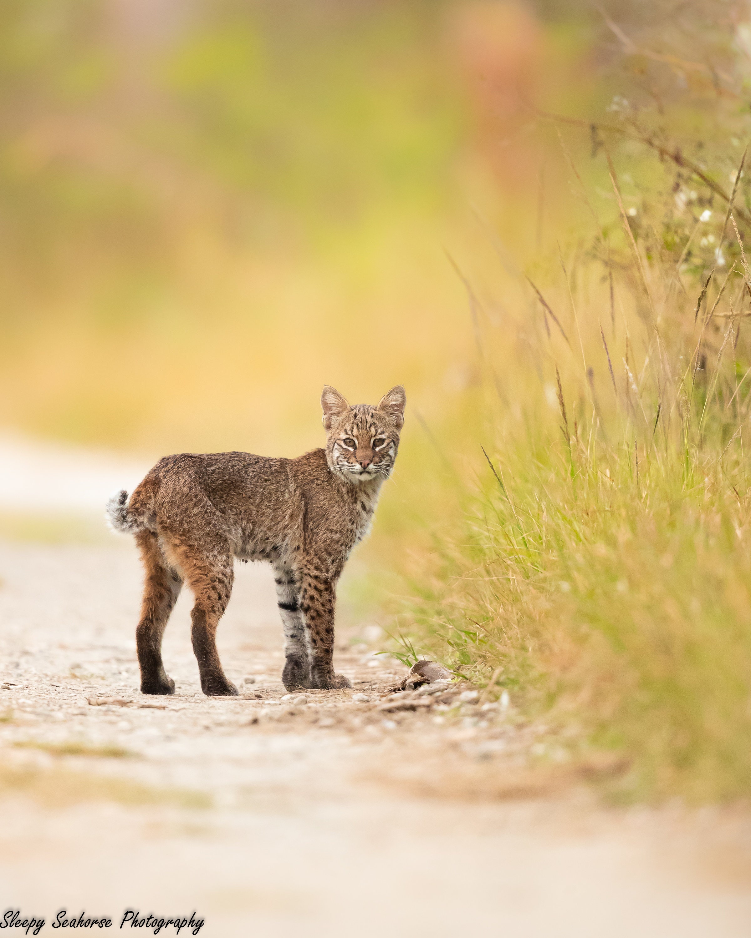 Mini Bobcat Cats
