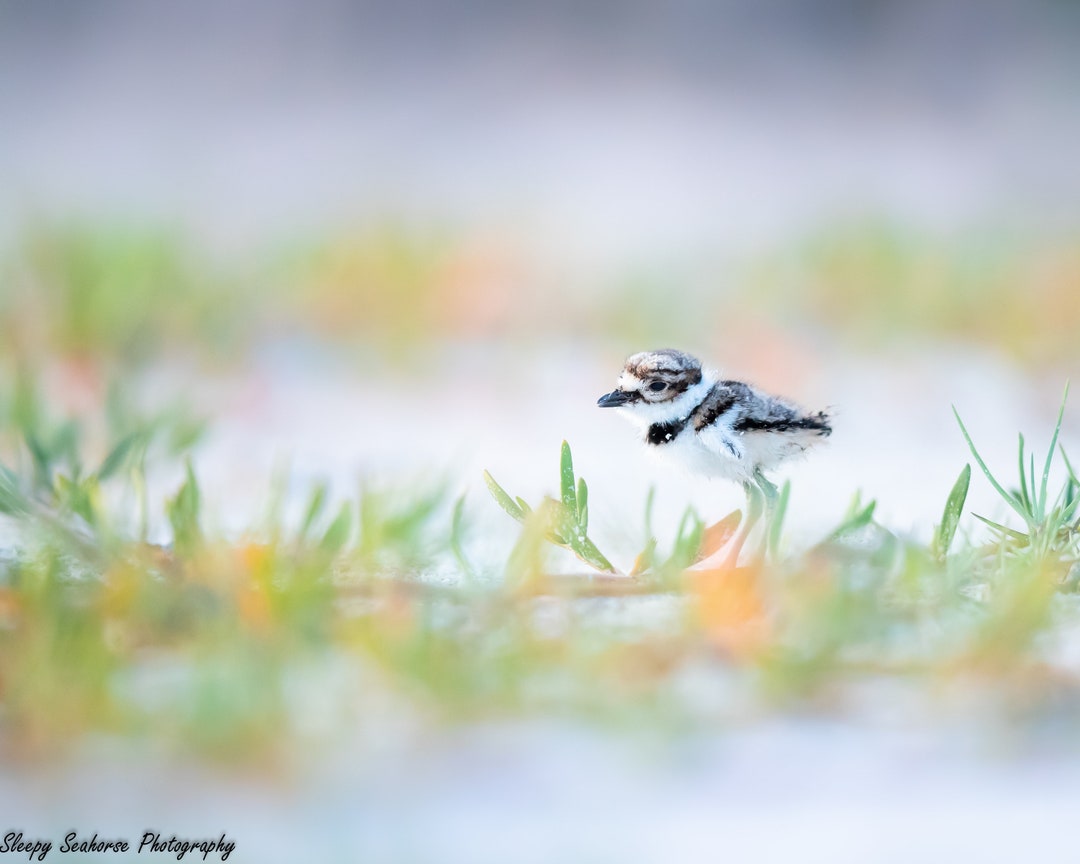 Baby Birds, Bird Photography, Florida Birds, Killdeer Chick, Bird Print ...