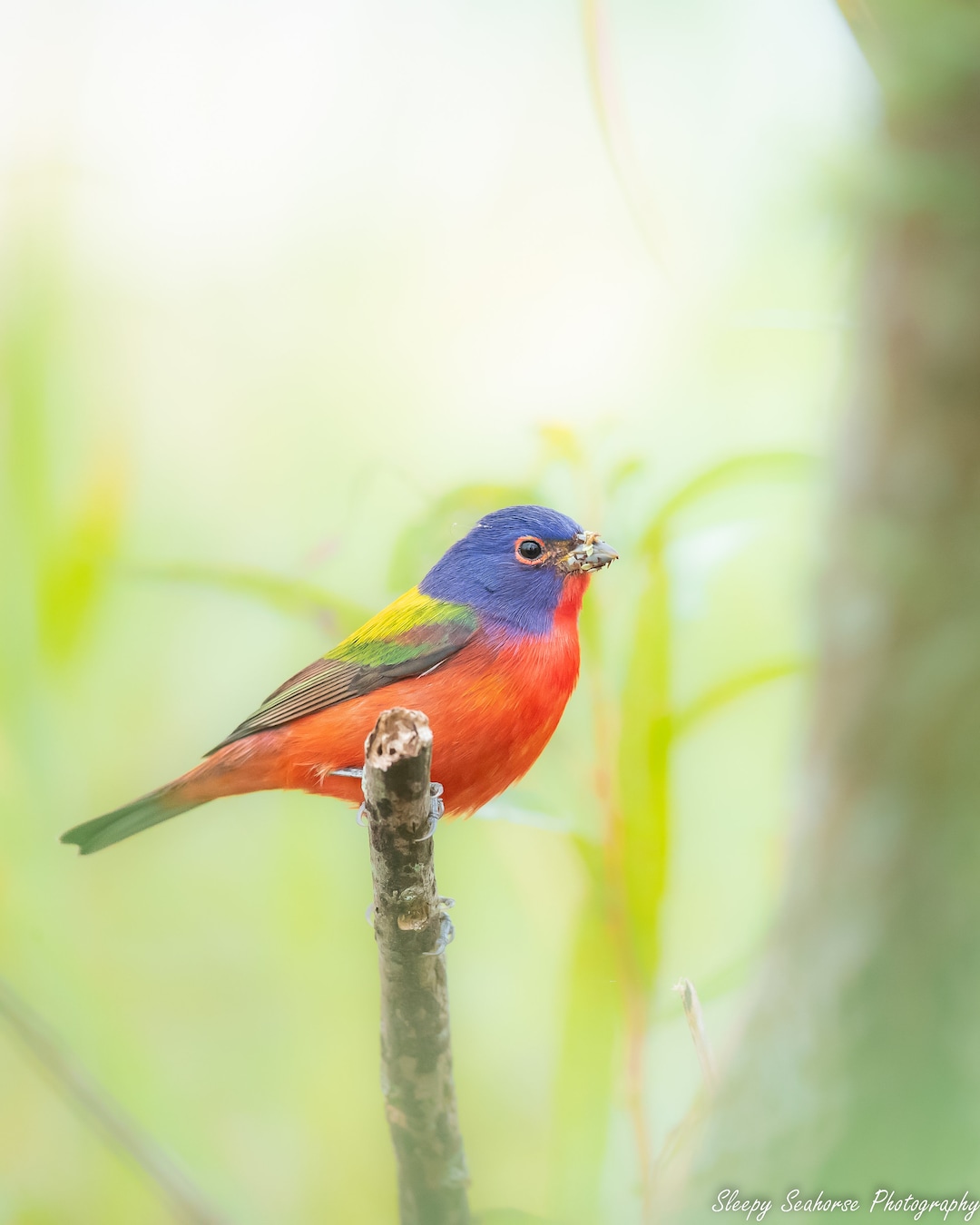 Bird Photography, Male Painted Bunting, Florida Bird, Nature Photo ...