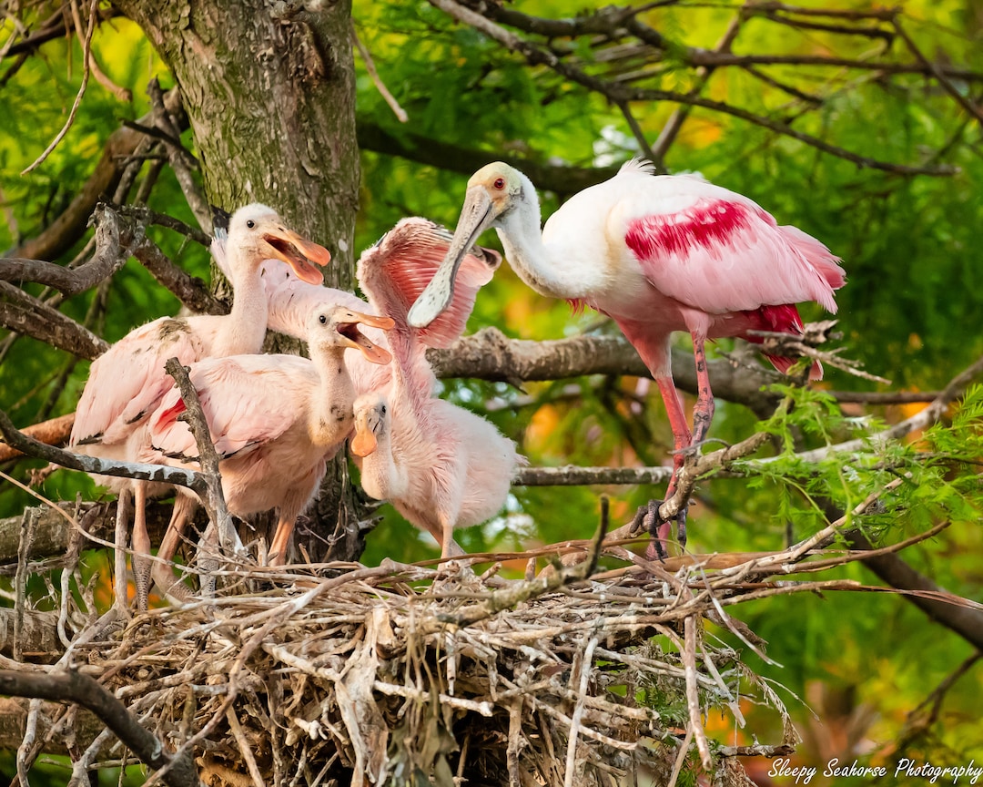 Roseate Spoonbills, Baby Birds, Roseate Spoonbill Chicks, Florida Bird ...