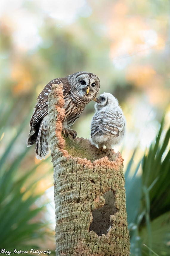 Baby Barred Owl