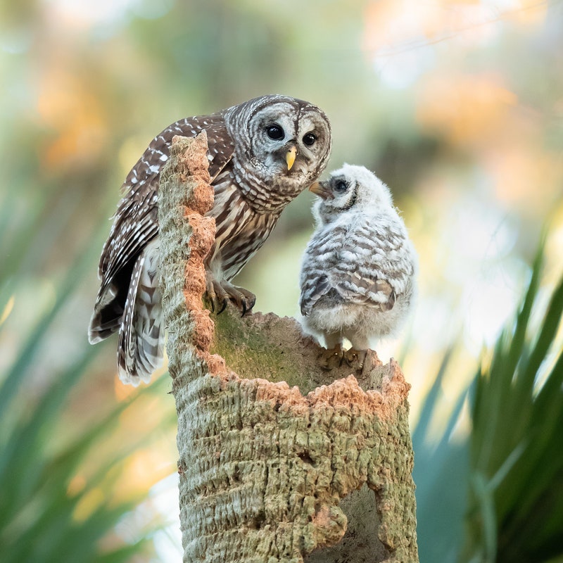 Baby Owl Print - Etsy