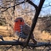 Crochet Little European Robin | Crochet Amigurumi | Crochet Plush Toy ...