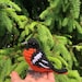 Baltimore Oriole Written Crochet Pattern | Realistic Garden Bird ...
