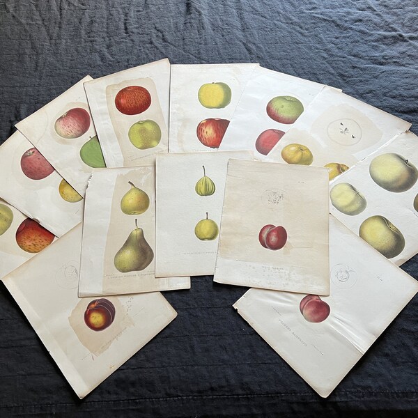 Victorian Fruit - Etsy