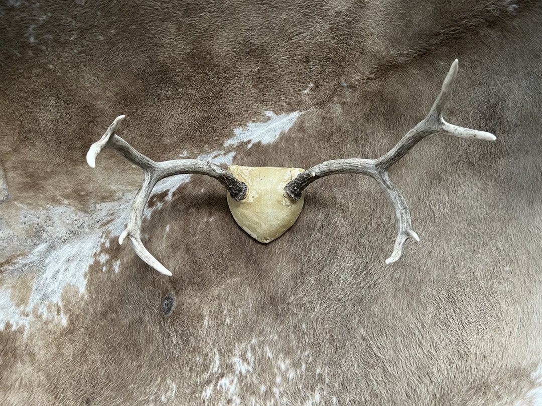 Vintage Mounted Mule Deer Antlers Atypical 4 X 4 Plus Brow Tines 18 X ...