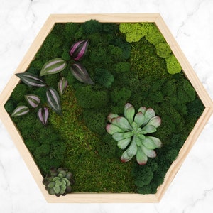 Floral Hexagon Moss Wall Decor | Etsy