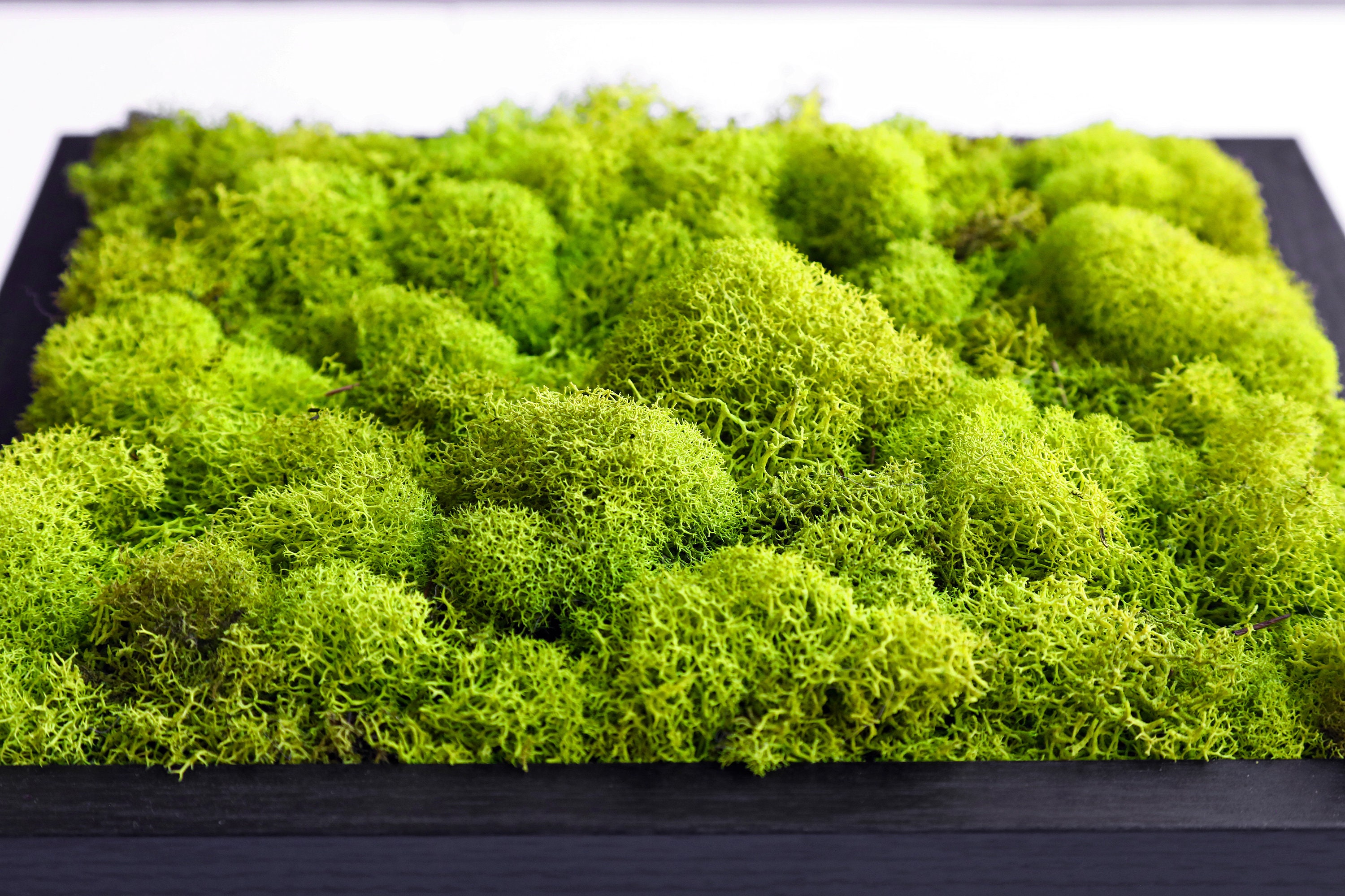 40 Sizes of Lush Moss Wall Art Hanging Garden - Etsy Canada