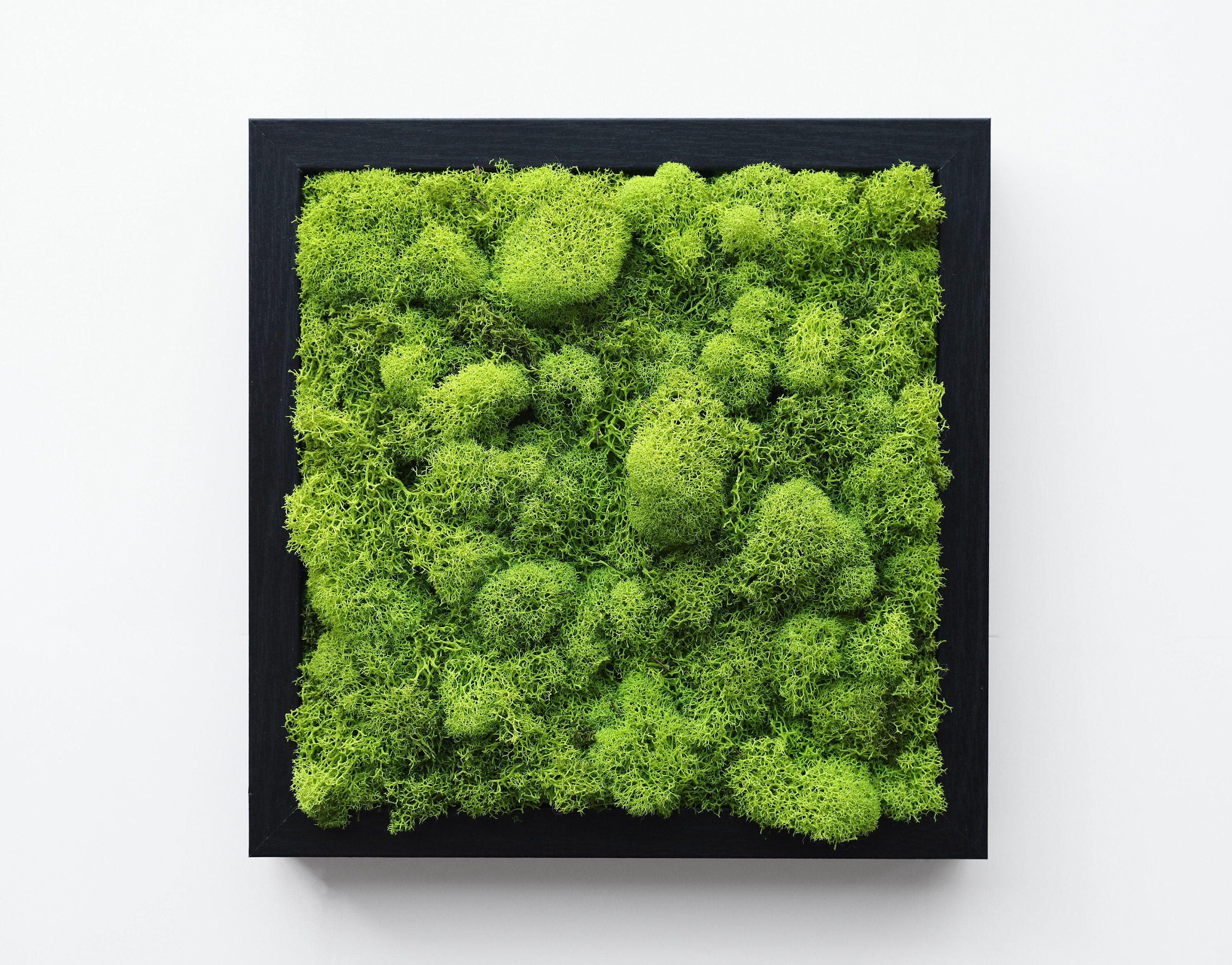 40 Sizes of Lush Moss Wall Art Hanging Garden - Etsy Canada