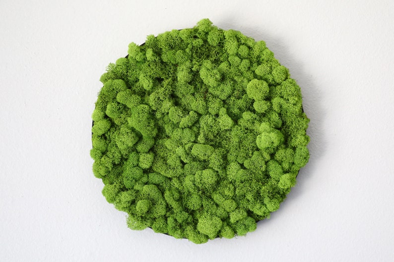 Round Moss Wall Art Decor | Etsy