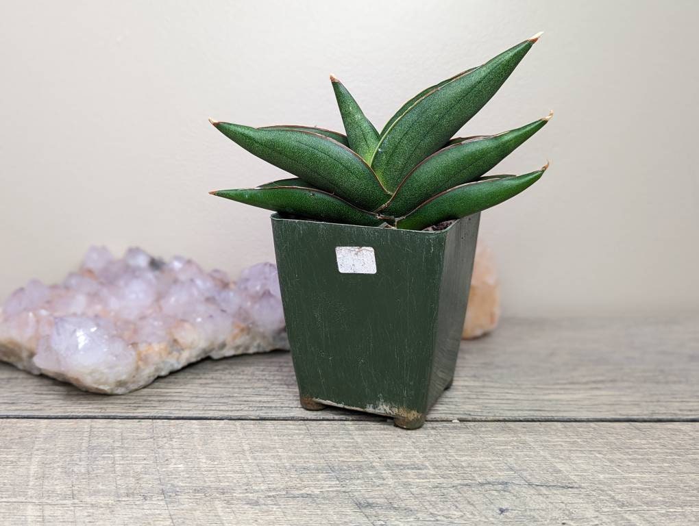 Sansevieria Thai Hybrid Sawasdee - Etsy