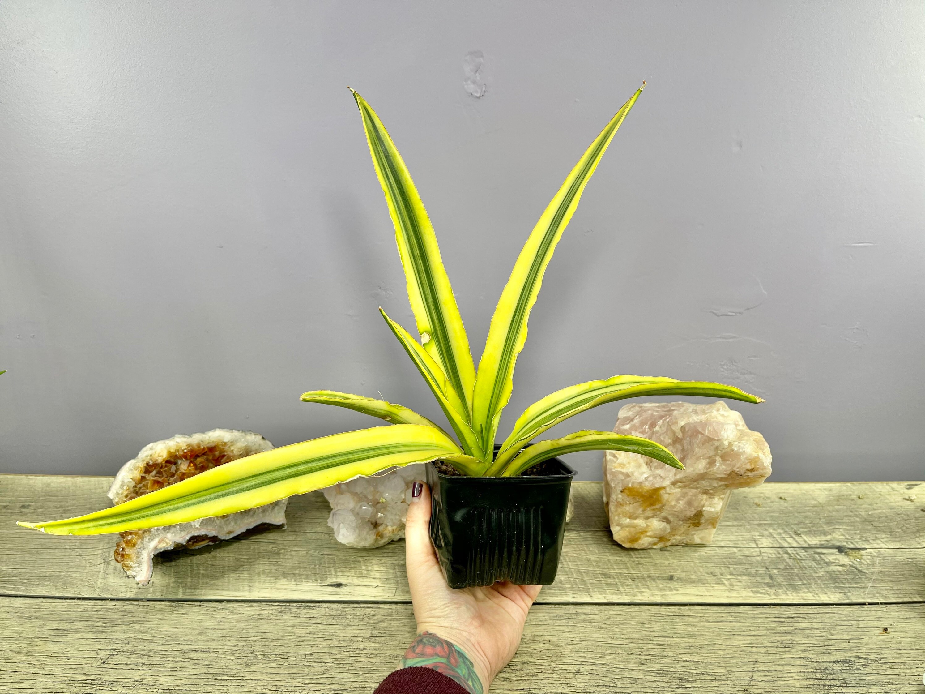 Floral & Garden Crafts Variegated Sansevieria Katana Craft Supplies ...