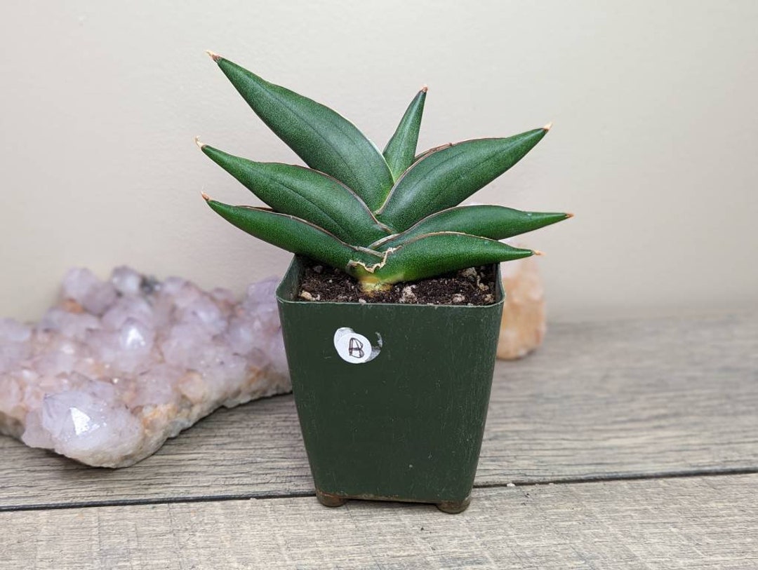 Sansevieria Thai Hybrid Sawasdee - Etsy