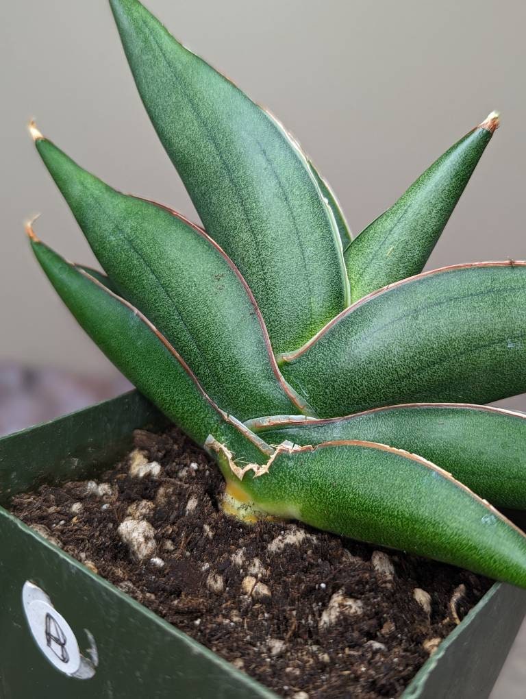 Sansevieria Thai Hybrid Sawasdee - Etsy