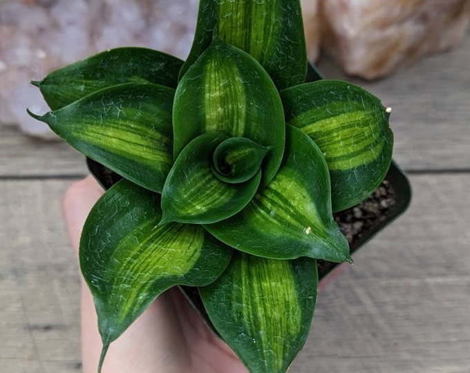 Sansevieria Trifasciata Hahnii ‘green Mould’ Mediopicta Variegation - Etsy