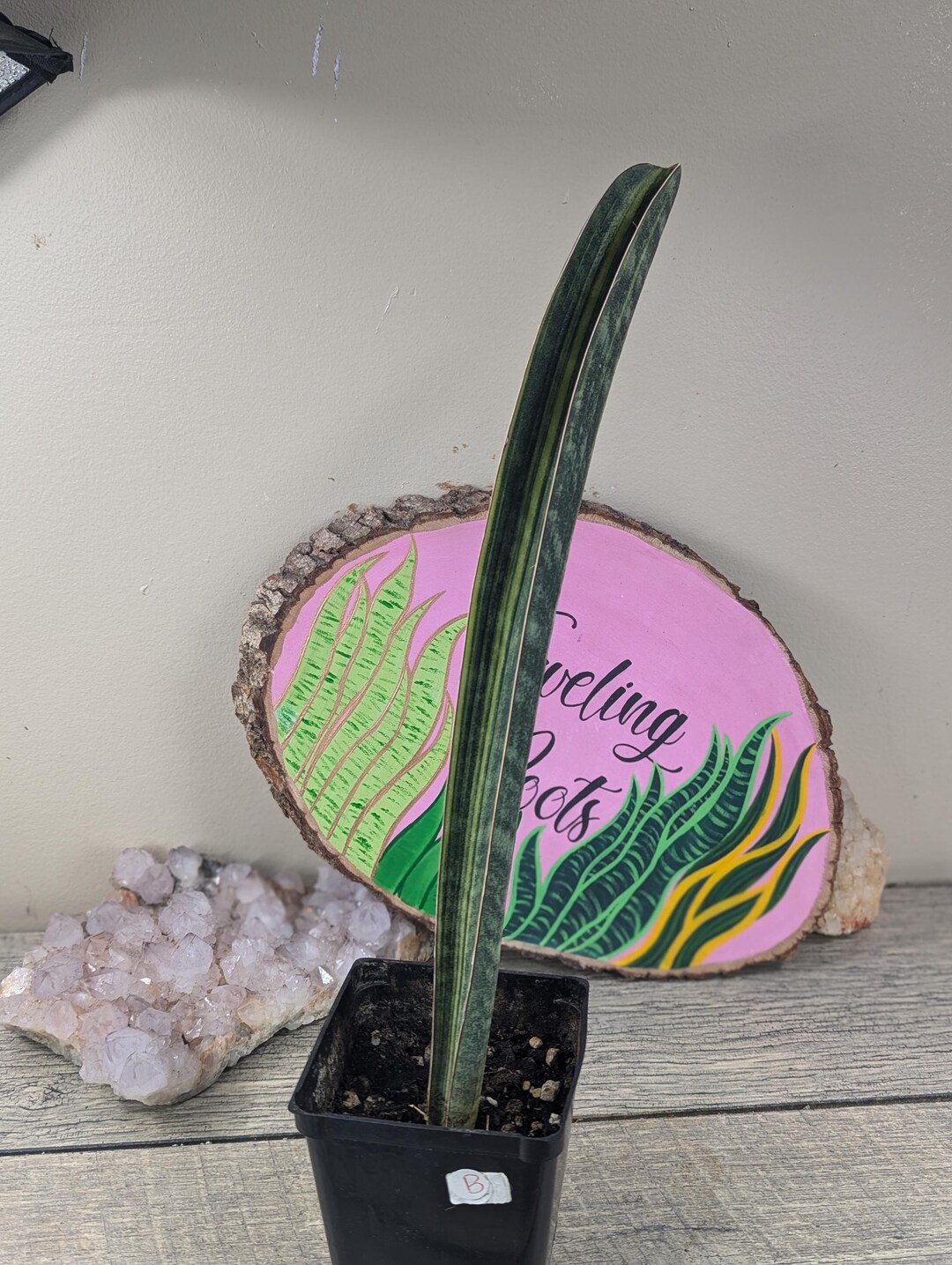 Sansevieria Hallii Baseball Bat Variegated B24-823 - Etsy