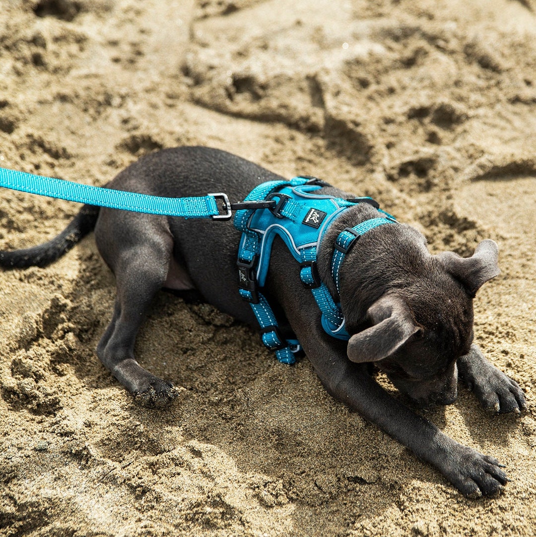 Stylish No-pull Dog Harness, Anti Pull Dog Harness, Reflective Dog ...
