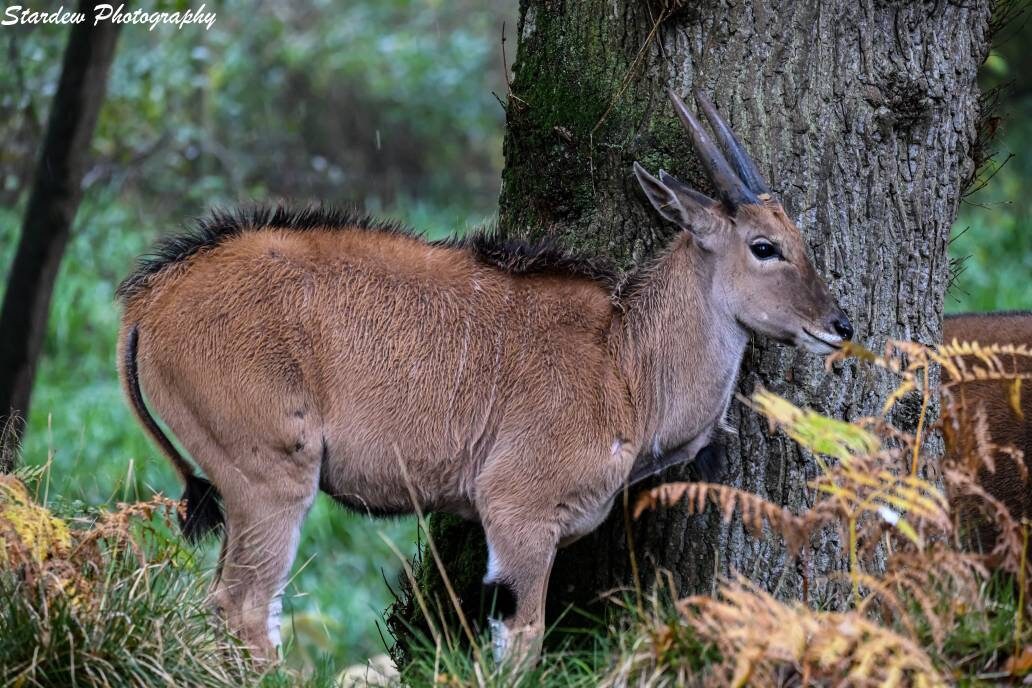 Lovely Female Eland Stood by a Tree - Etsy