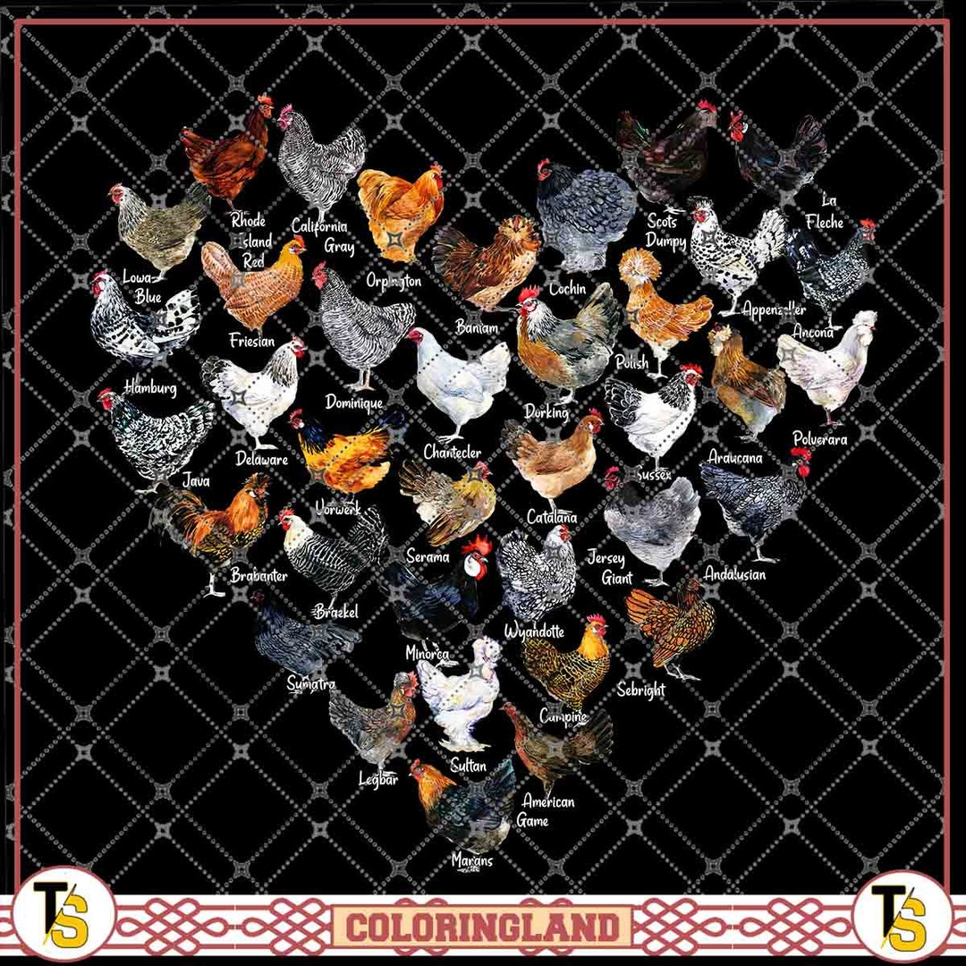 Chicken Heart Shape, Kinds of Chicken, for Chicken Owners and Lovers ...