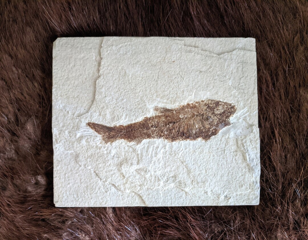Genuine Limestone Fish Fossil - Complete Ancient Fossil - Natural ...