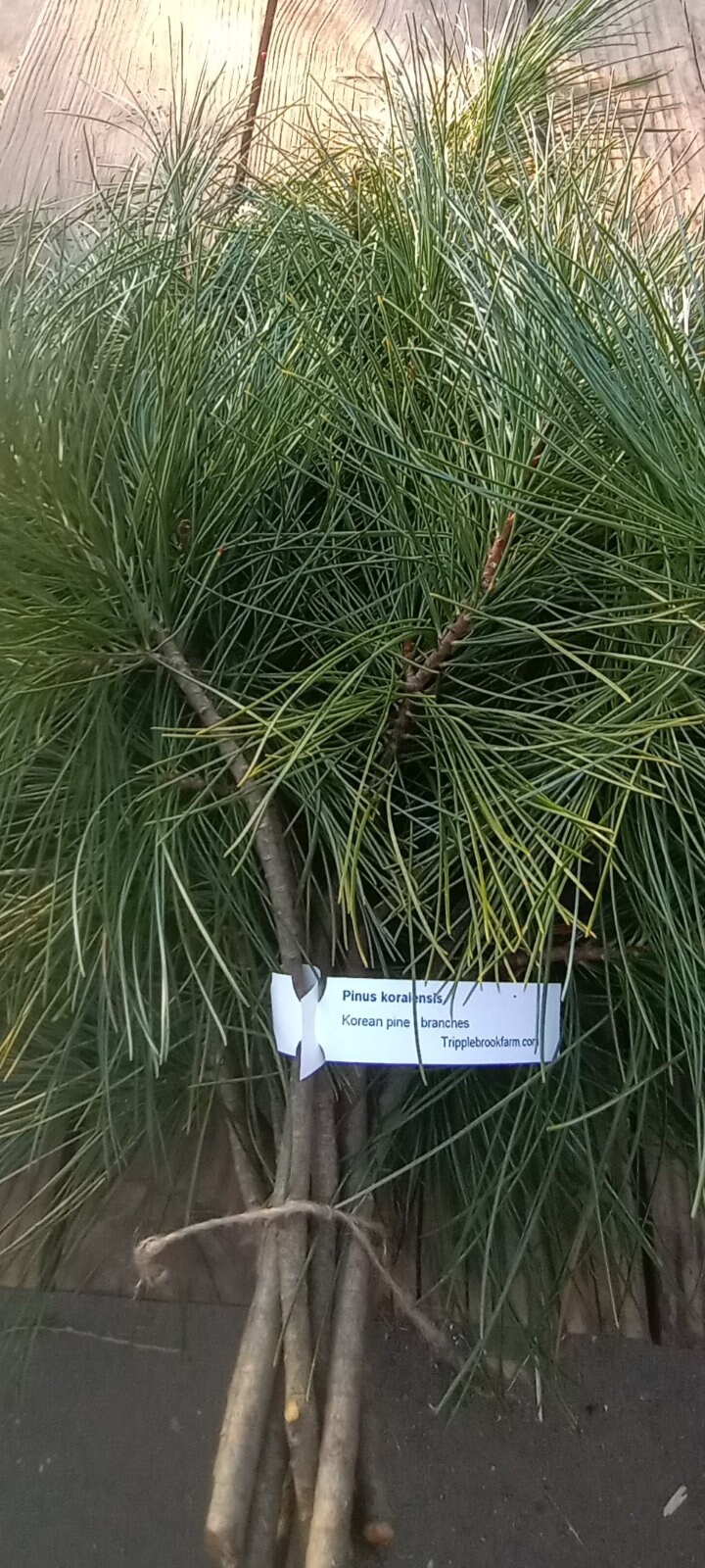 Mixed Fresh Evergreen Bundle - Etsy