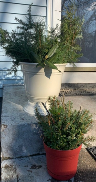 Mixed Fresh Evergreen Bundle - Etsy