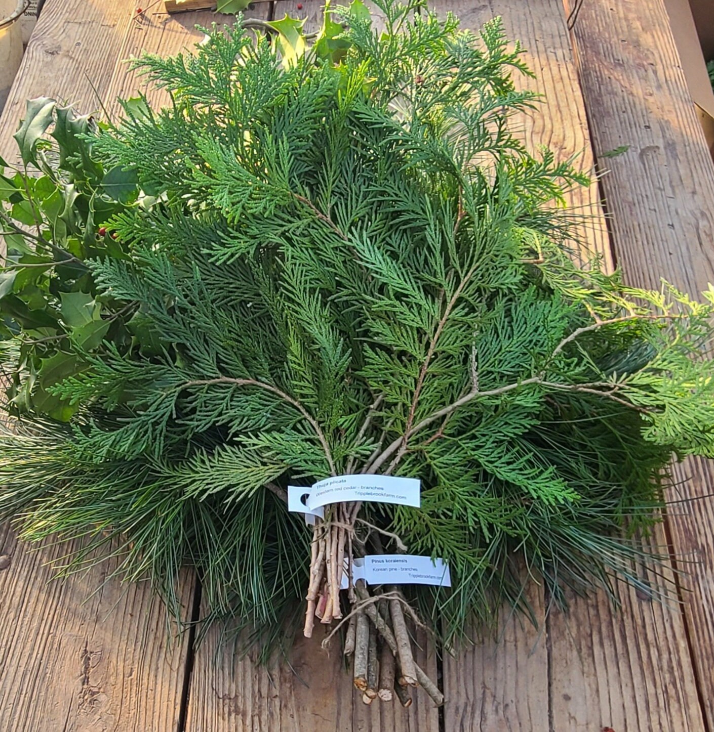 Mixed Fresh Evergreen Bundle - Etsy