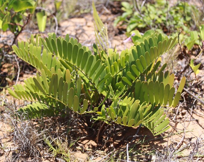 Zamia Lucayana RARE Dwarf Cycad/ Dinosaur Palm Seedling - Etsy