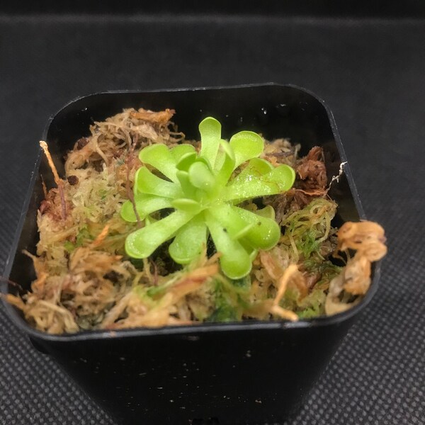 Pinguicula - Etsy