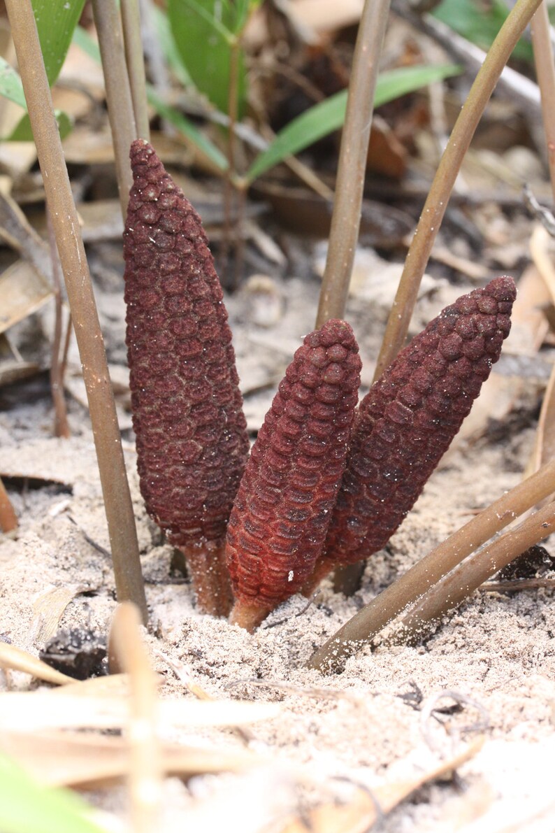 Zamia Lucayana RARE Dwarf Cycad/ Dinosaur Palm - Etsy