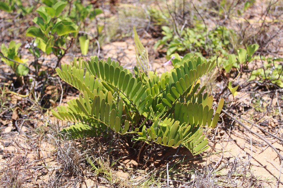 Zamia Lucayana RARE Dwarf Cycad/ Dinosaur Palm Seedling - Etsy