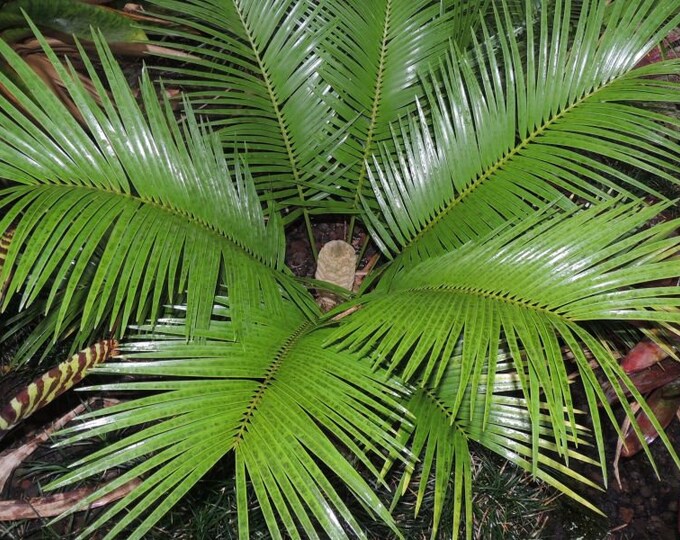 Zamia Inermis RARE Dwarf Cycad/ Dinosaur Palm Seedling - Etsy