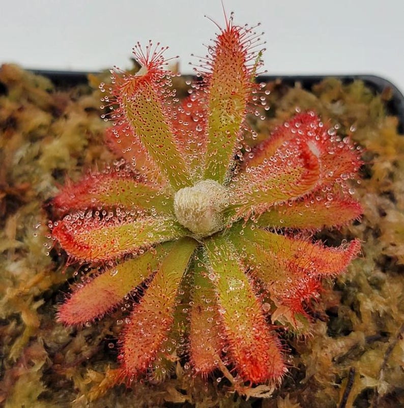 Drosera Graomogolensis Sundew (small Sized Potted Plant) - Etsy