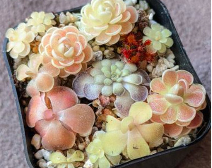 Pinguicula Assortment 3 SMALL PLANTS (bare Root) Tropical Butterwort - Etsy