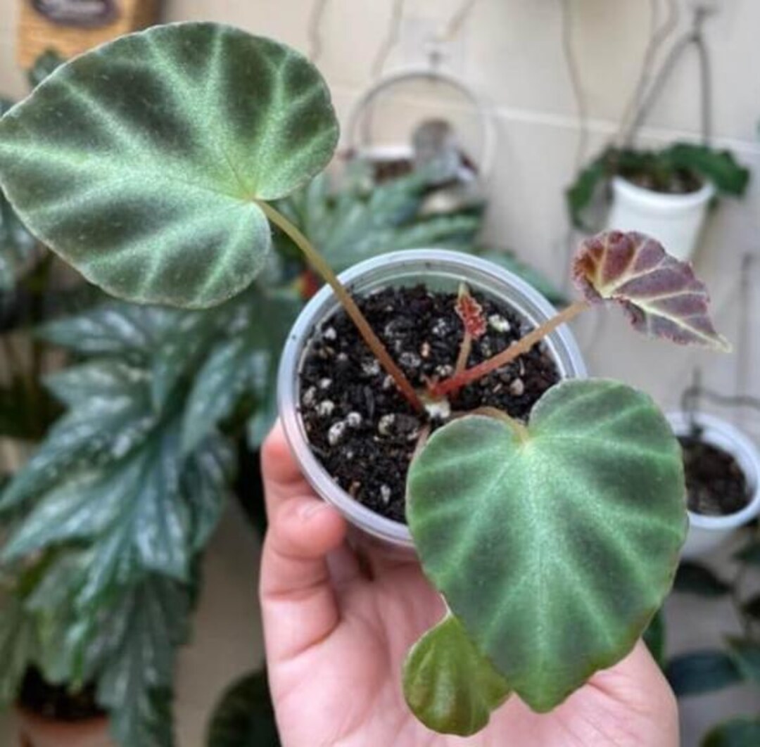 Begonia Jubar (small Sized Potted Plant) - Etsy