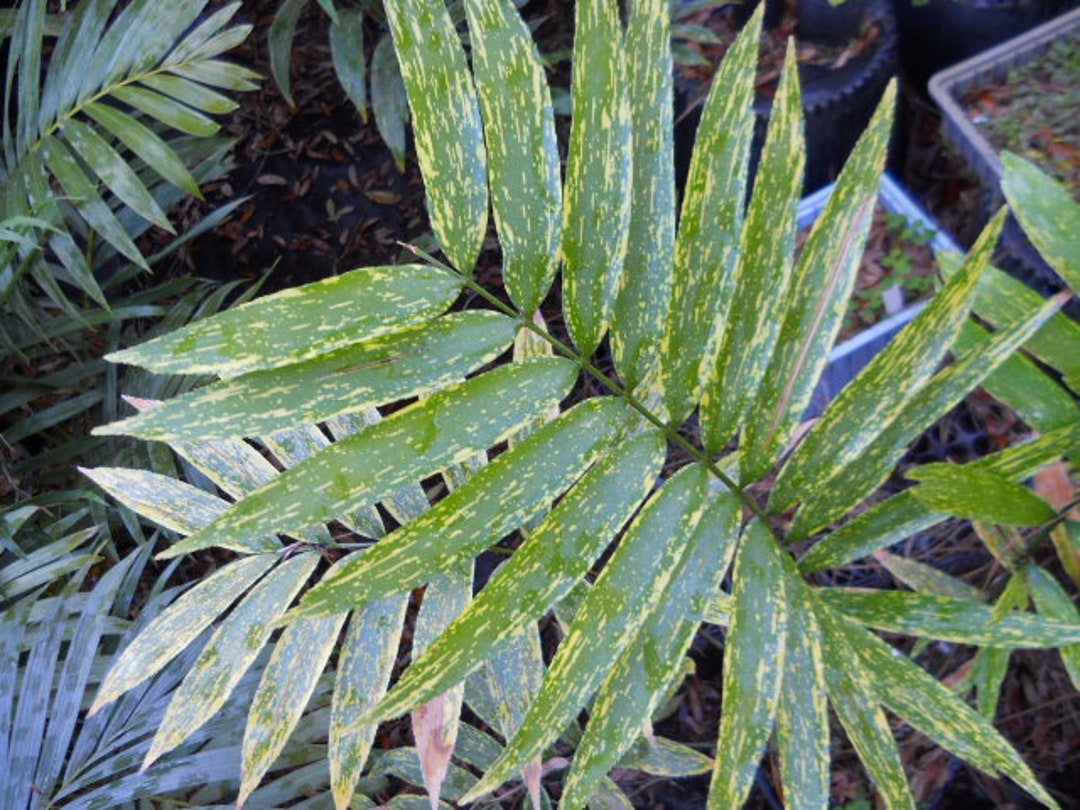 Zamia Picta Variegata RARE Dwarf Cycad/ Dinosaur Palm Seedling - Etsy