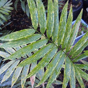 Zamia Picta Variegata RARE Dwarf Cycad/ Dinosaur Palm Seedling - Etsy