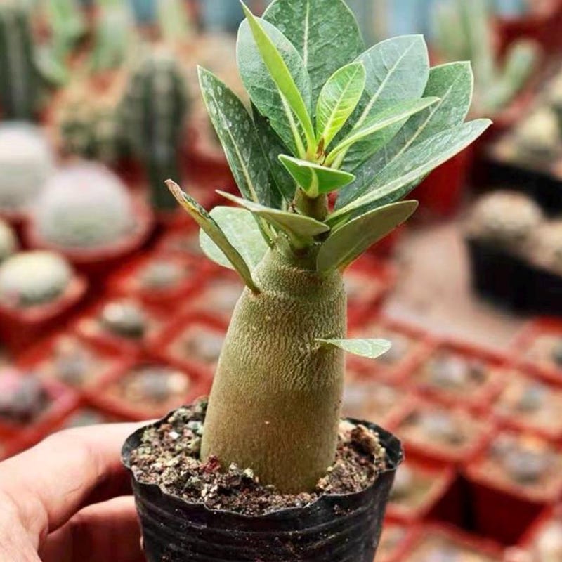 Desert Rose Plant - Etsy