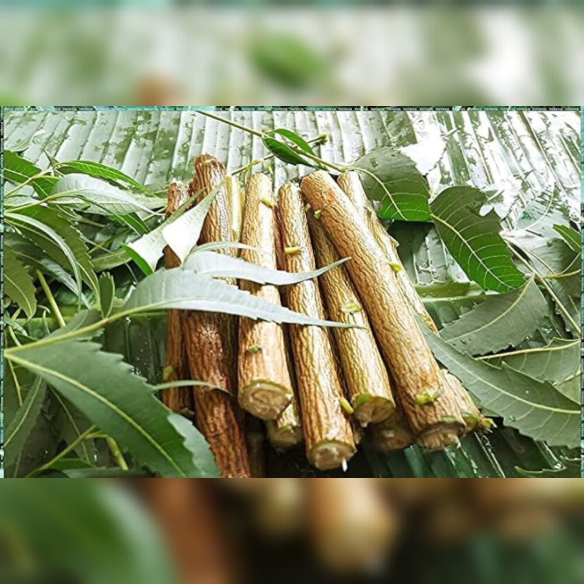 Natural Fresh Neem Datun Neem Twigs for Brushing Teeth - Etsy