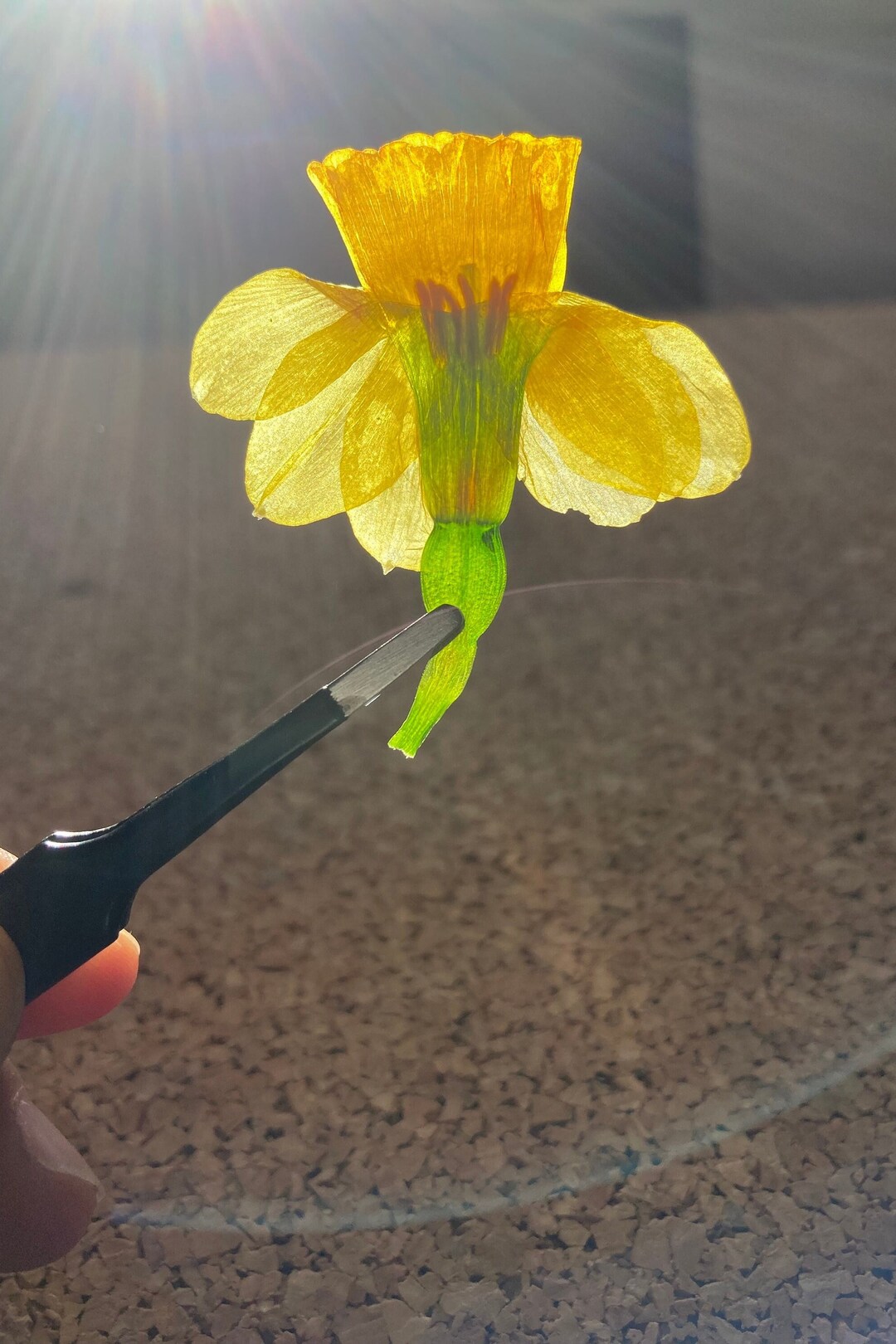 10 Pressed Daffodils / Pressed Flowers / Botanik - Etsy