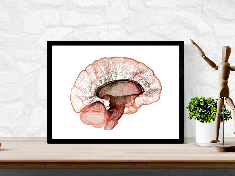 Human Anatomy Poster Neurons of the Human Brain - Etsy